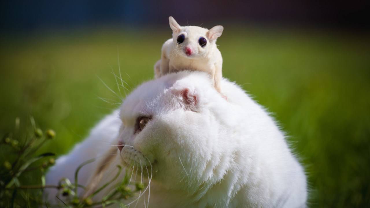 Petauro dello zucchero e la compatibilità con altri animali