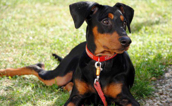 Adottare un Pinscher: informazioni sul carattere e lo stile di vita