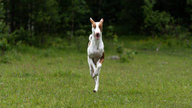 Curiosità sul Podenco Ibicenco: origini, storie e suggerimenti per il nome