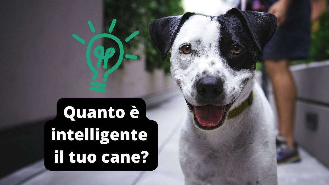Quanto è intelligente il tuo cane? Osserva questo particolare