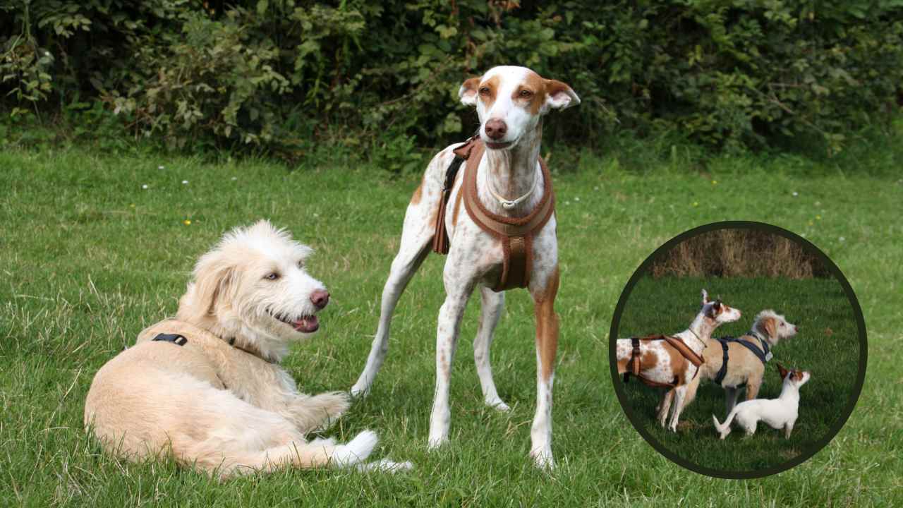 Razze di cani compatibili con il Podenco Ibicenco: caratteristiche e doti