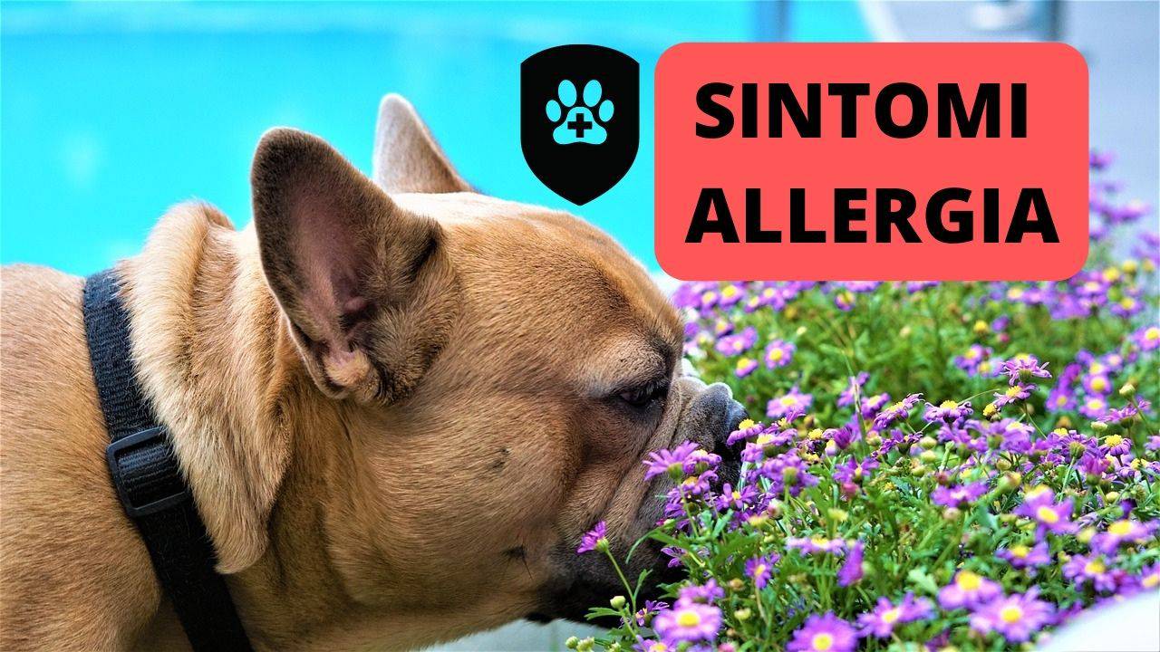 Allergia primaverile: anche il cane può soffrirne: come riconoscerla