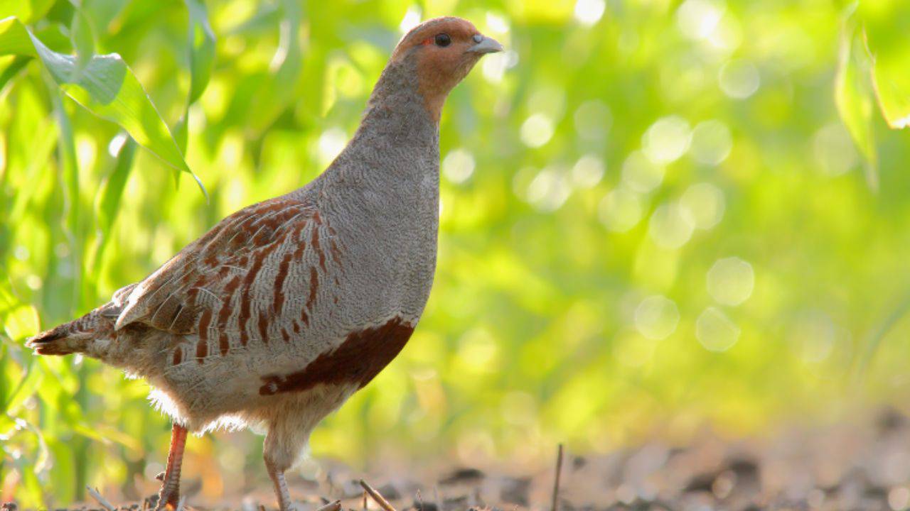Starna: specie di uccello ornamentale raro da cortile e da giardino