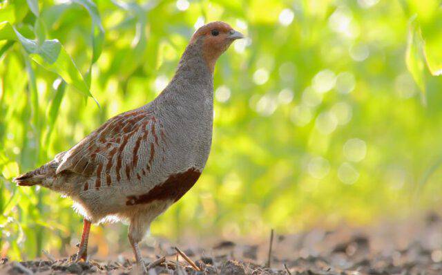 Starna: specie di uccello ornamentale raro da cortile e da giardino