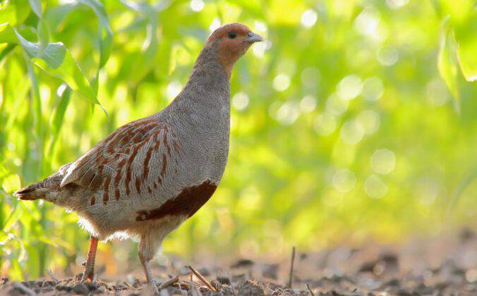 Starna: specie di uccello ornamentale raro da cortile e da giardino