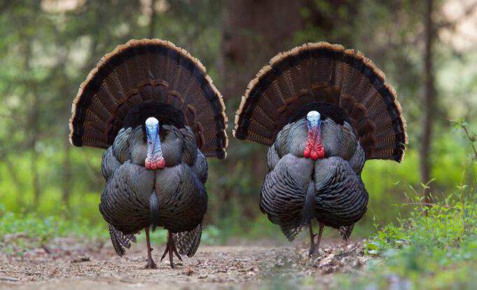 Malattie dei tacchini: le principali patologie e come riconoscerle