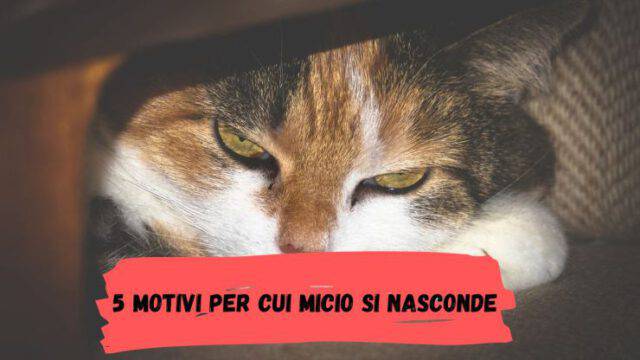 5 motivi per cui il gatto si nasconde: quali sono le diverse ragioni del gesto
