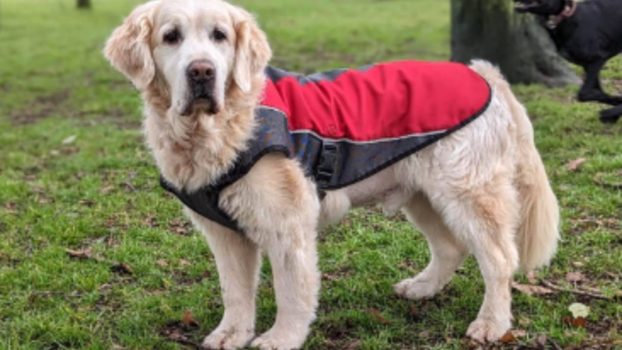 Il loro cane non c'è più: decidono di compiere un gesto molto speciale foto