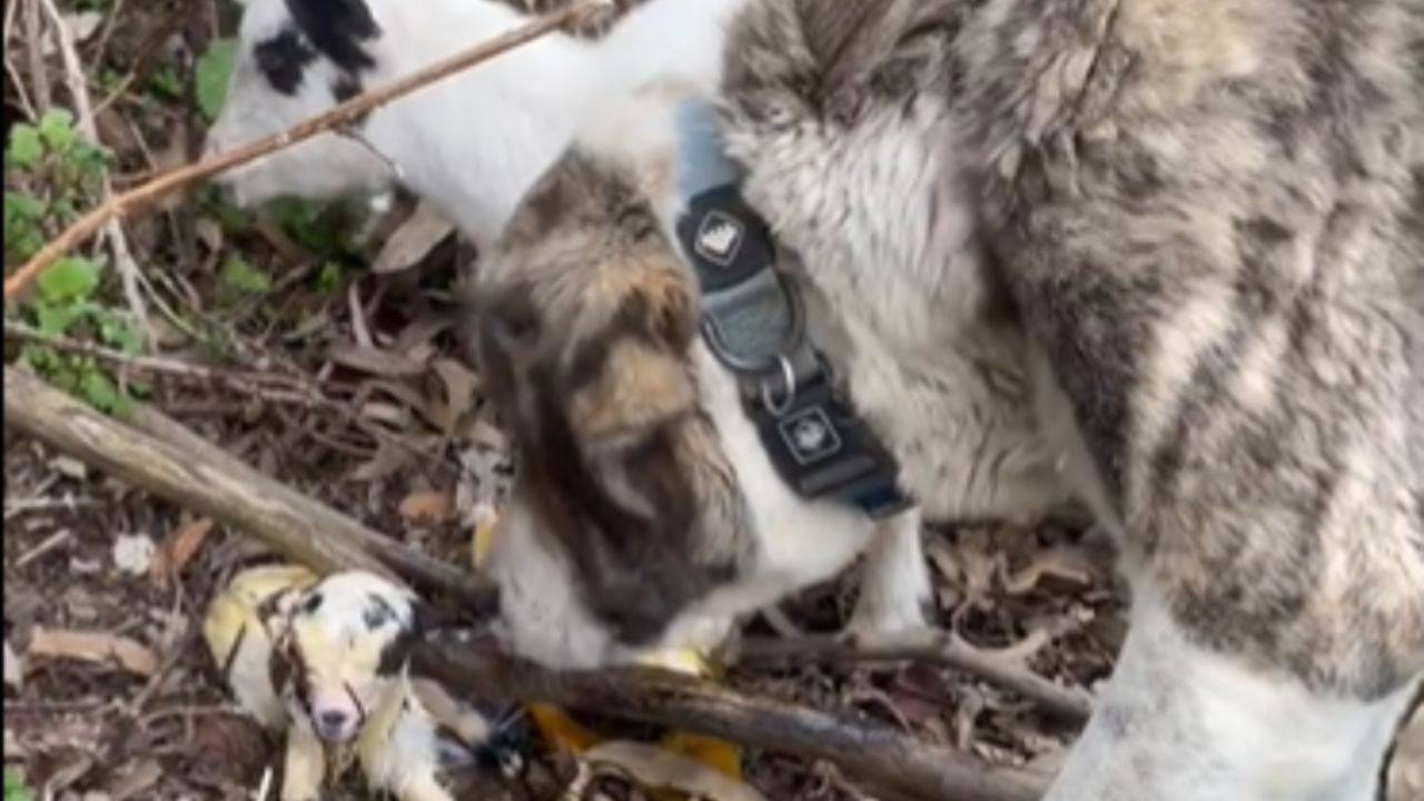 Due tenere caprette sono appena nate e lui è pronto ad accoglierle video