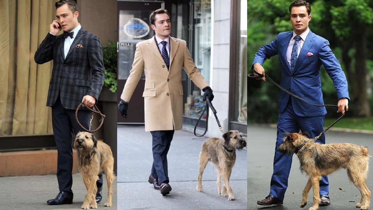Cane Chuck Bass in Gossip Girl: nome, razza, caratteristiche e curiosità