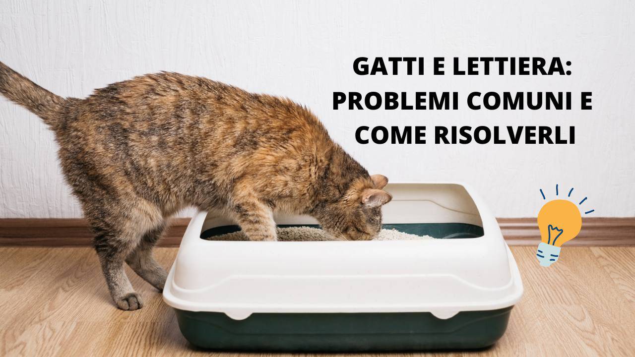 Gatti e lettiera, amore e odio: 6 problemi comuni e come risolverli