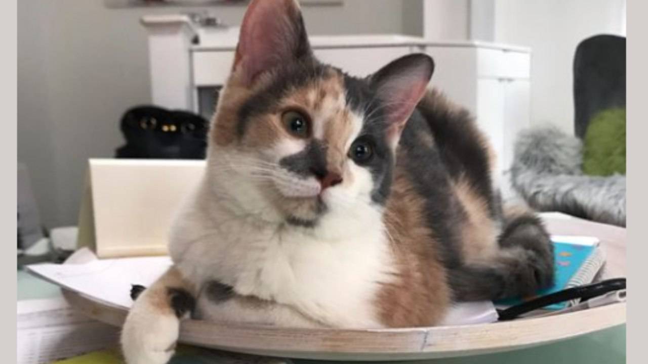 Nonostante i suoi problemi è pronta a tutto: la gattina stupisce tutti ...