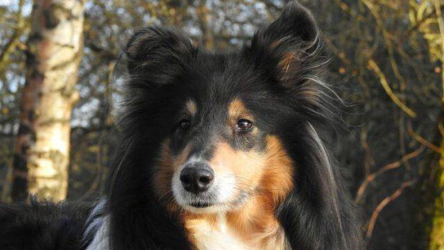 Come lavare il cane senza bagnarlo: il rimedio naturale perfetto