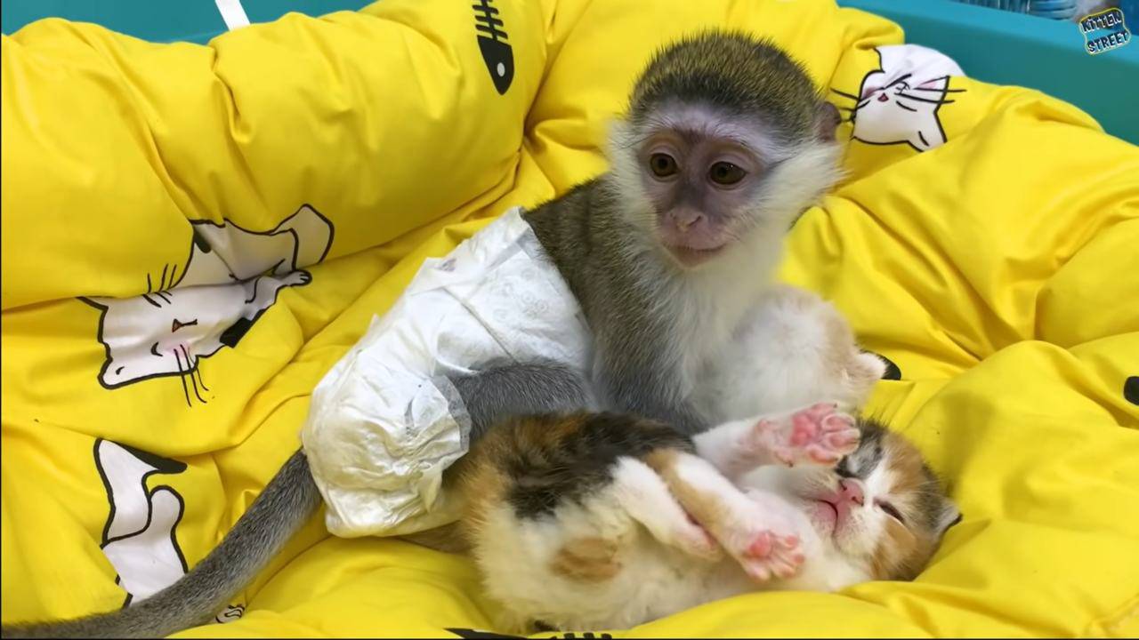 Aiutante perfetta della gatta: la scimmietta si prende cura dei ...