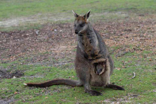 La femmina di wallaby di palude è sempre incinta: perché e come accade