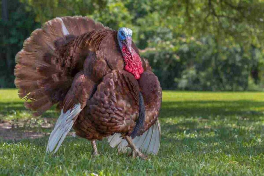 Tacchino rosso di Bourbon: specie ornamentale da cortile e giardino