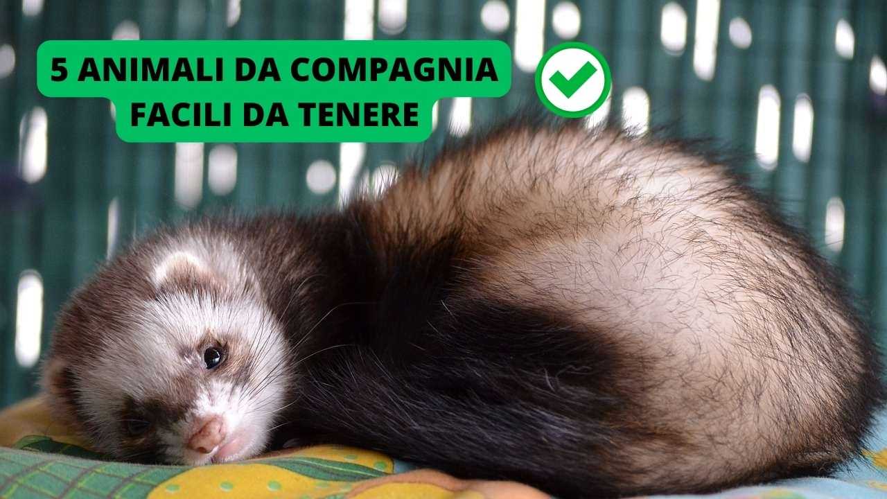 Animali da compagnia: i 5 più facili da tenere oltre cane e gatto