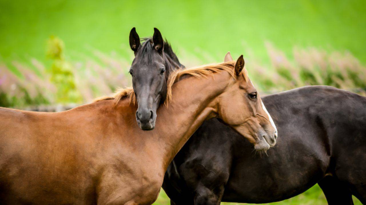 5 comportamenti sorprendenti del cavallo: dalla comunicazione al sonno