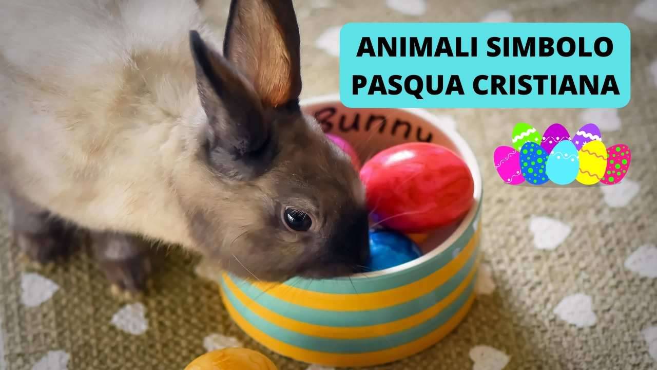 Animali della Pasqua Cristiana: colomba, coniglio e non solo