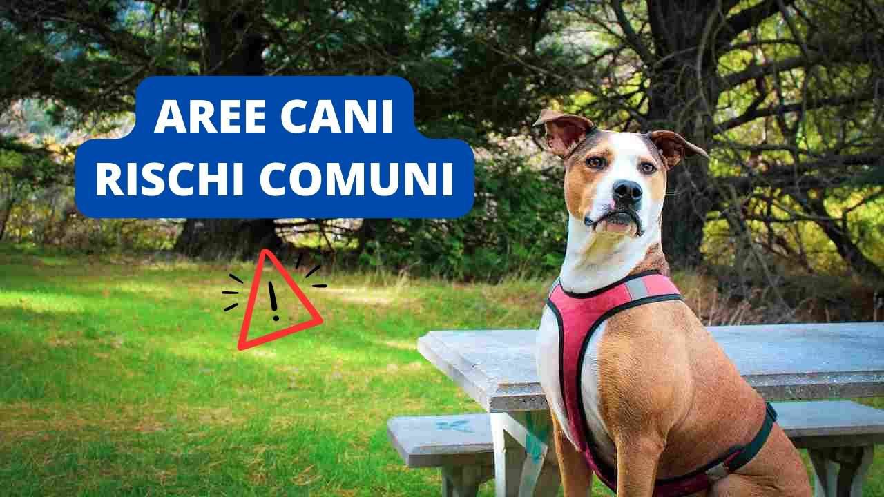 Aree cani, a volte anche il parco è un pericolo per Fido: i rischi più ...