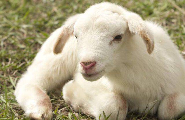 Il vantaggio di non mangiare l'agnello a Pasqua: la nuova prospettiva OIPA