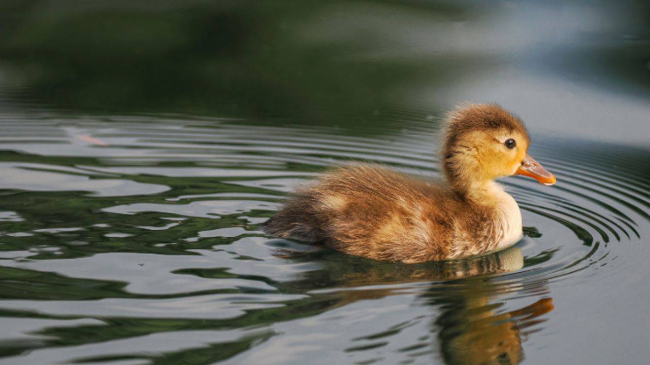 Anatra di Hookbill: specie rara ornamentale da cortile e da giardino