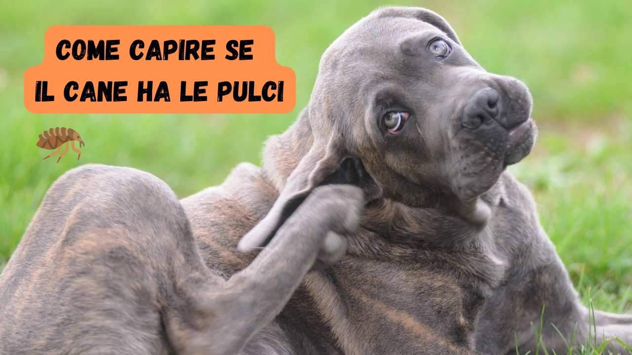Come capire se il cane ha le pulci e cosa fare contro i parassiti ...