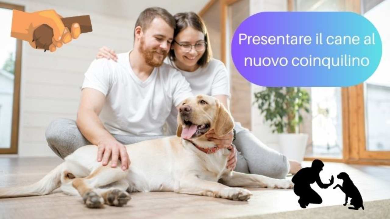 Come presentare il cane al nuovo coinquilino? Tutto ciò che devi sapere