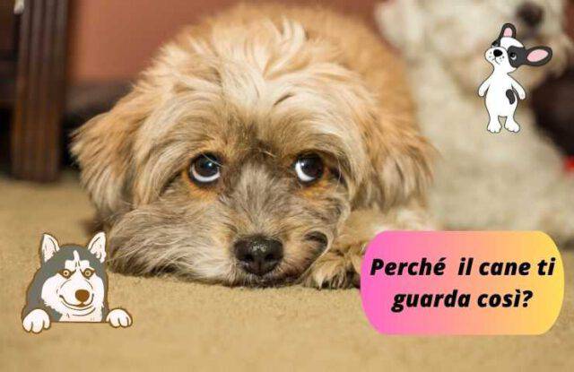 Se il cane ti guarda così, ti sta mandando un messaggio: vuole dirti questo