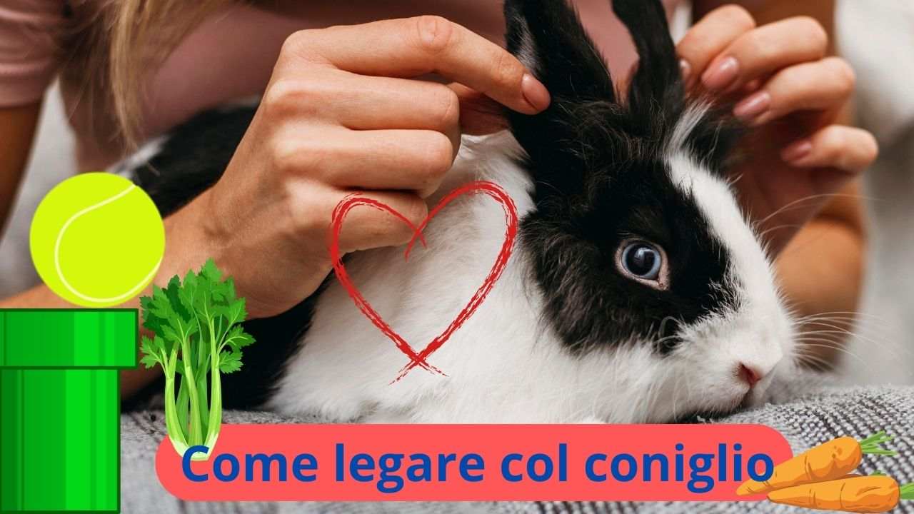 Come legare col coniglio: consigli utili per rafforzare il vostro legame
