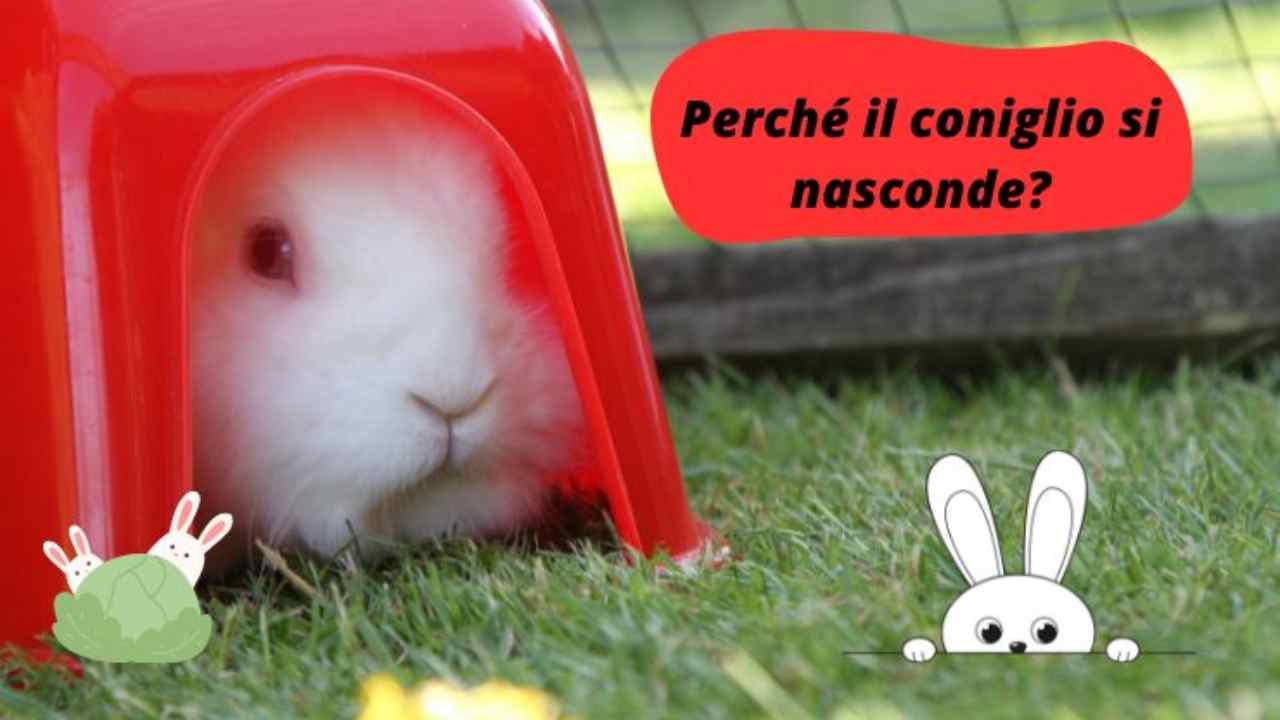 Perché il coniglio si nasconde e dove? I motivi di questo comportamento
