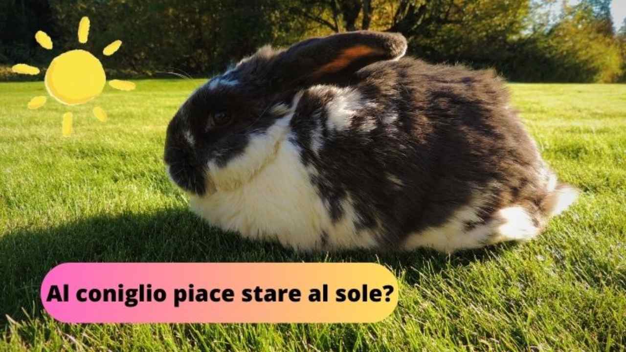 Al coniglio piace stare al sole? Tutto ciò che dovresti sapere a riguardo
