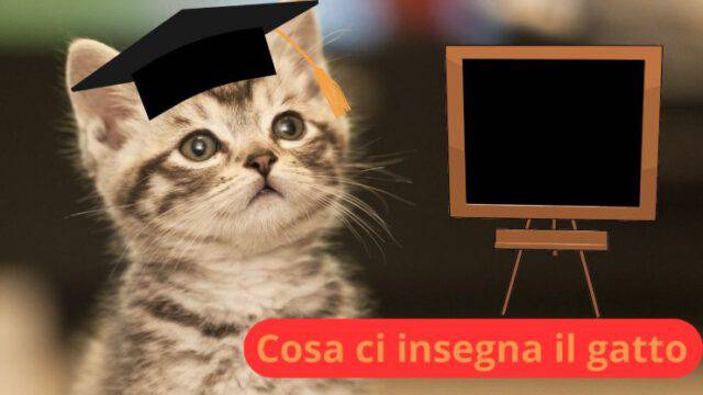 Il gatto è un maestro di vita: tutti gli insegnamenti felini per la ...
