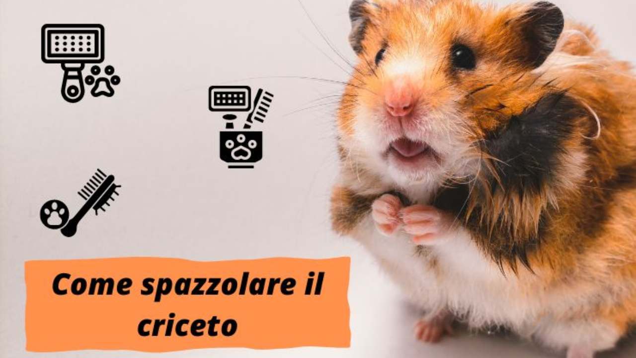 Come spazzolare il criceto a pelo lungo? Tutto ciò che dovresti sapere