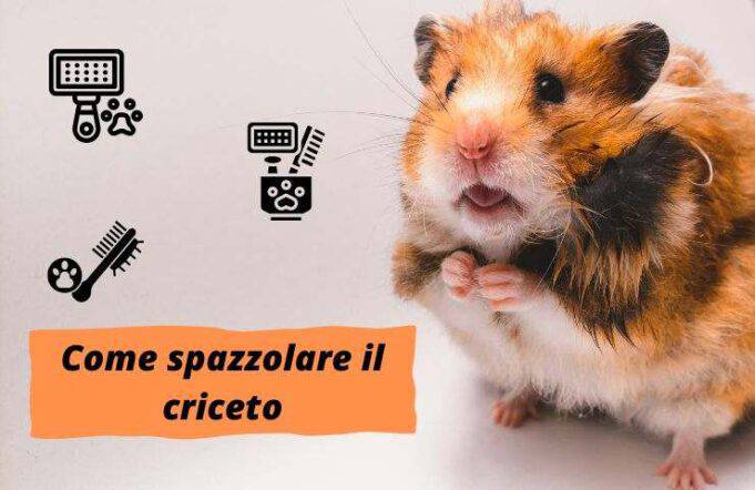 Come spazzolare il criceto a pelo lungo? Tutto ciò che dovresti sapere