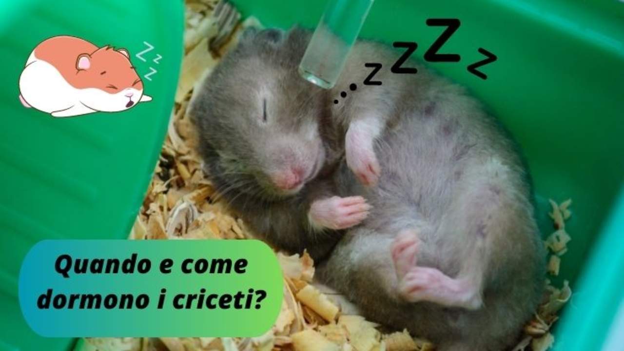 Come e quando dormono i criceti? Tutto ciò che dovresti sapere