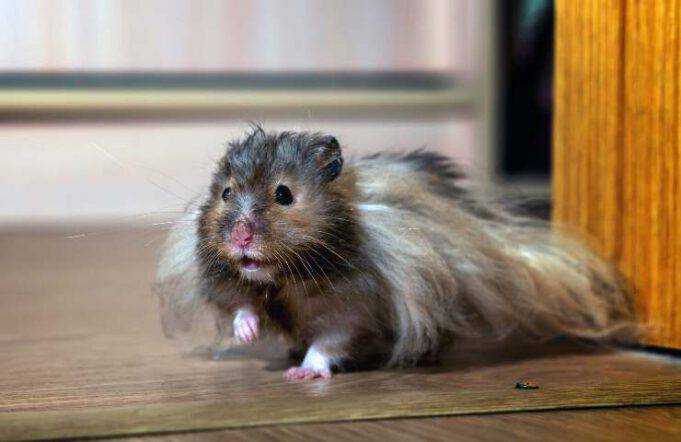 Come spazzolare il criceto a pelo lungo? Tutto ciò che dovresti sapere