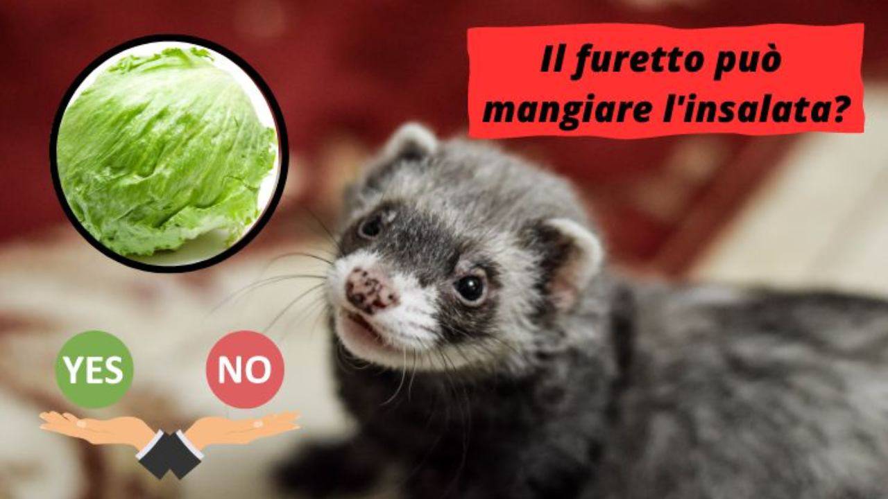 Il furetto può mangiare l'insalata? Tutto ciò che devi sapere a riguardo