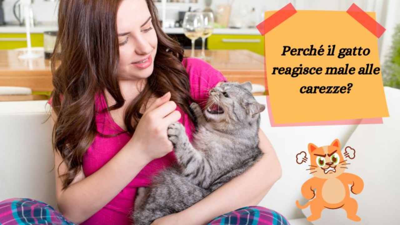Se il gatto reagisce male alle carezze, forse stai sbagliando: fai ...