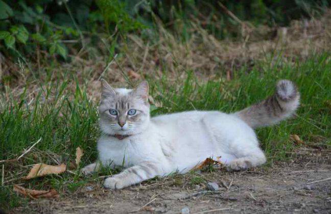 6 motivi per cui il gatto scodinzola mentre è sdraiato: alcuni sono ...