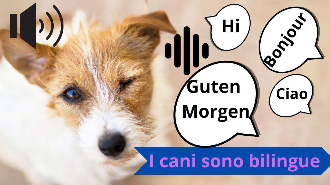 I cani ci capiscono benissimo, ma la sorpresa è un'altra: lo studio