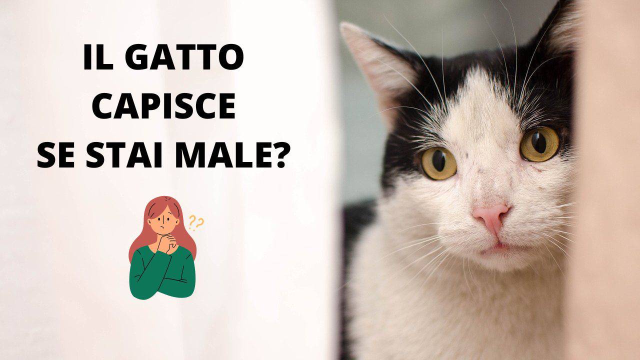 Il mio gatto capisce se sto male? Se te lo stai chiedendo, la risposta ...