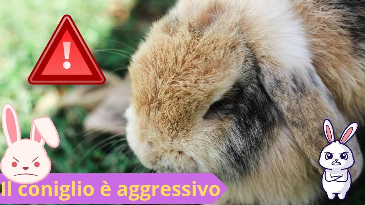 Coniglio aggressivo: cause possibili e come calmarlo