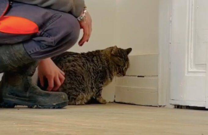 Struggente abbandono del gatto cieco Tyler: il loro rifiuto a 5 mesi ...