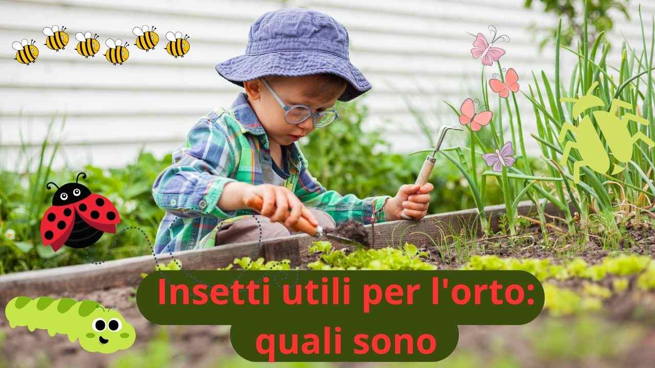 Insetti utili per l'orto: quali sono gli amici delle nostre coltivazioni
