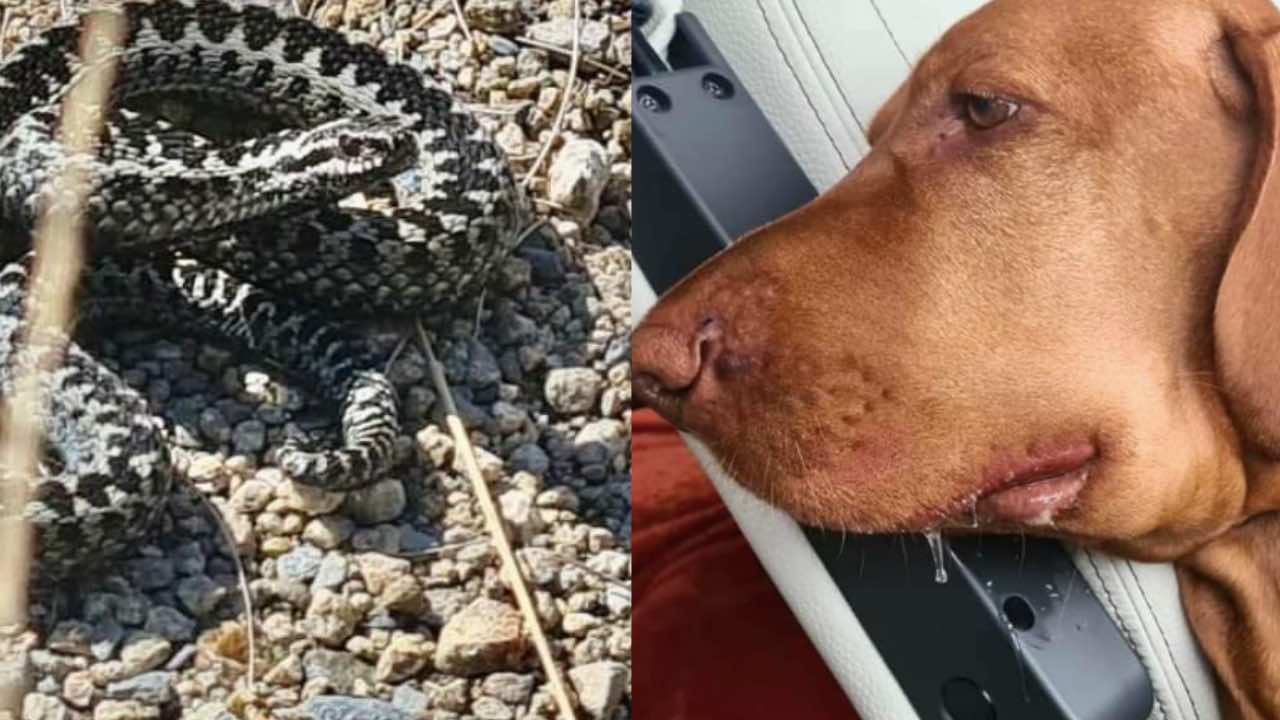 Cane morso durante la passeggiata, la sua famiglia lancia l'allarme - FOTO