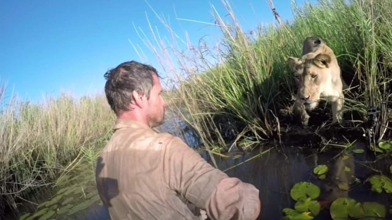L'uomo rincontra i leoni salvati sette anni fa: reazione inaspettata ...