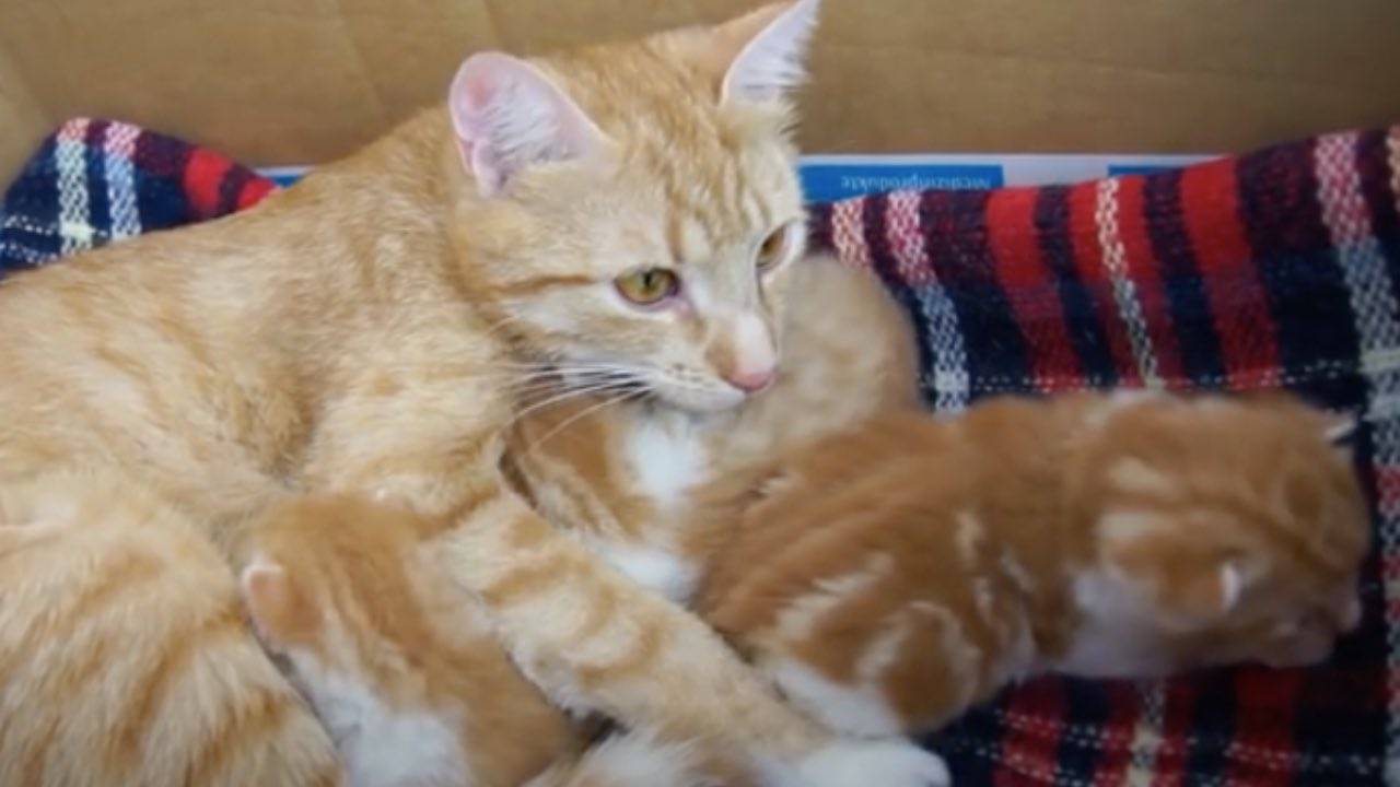 Mamma gatto parla ai suoi piccoli: la dolce scena è amore puro - VIDEO