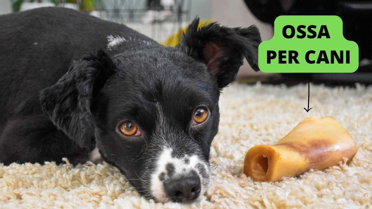 Ossa per cani, quali sono sicure e quali pericolose?
