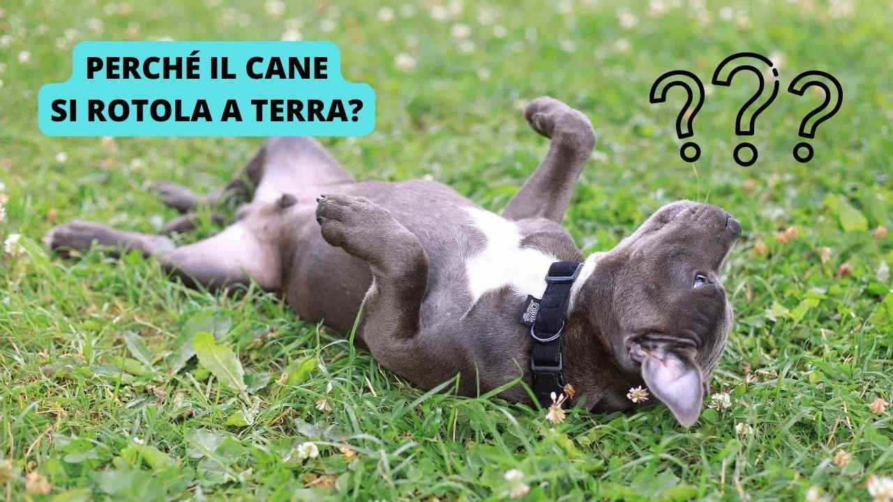 Il cane si rotola a terra: sicuro di sapere perché? Tutti i possibili ...